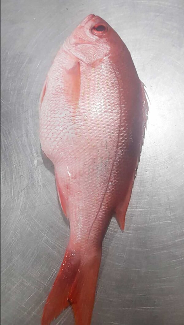 Fresh Beeliner-Vermilion Snapper (Atlantic), Rhomboplites aurorubens ...
