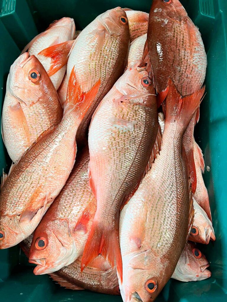 Fresh Beeliner-Vermilion Snapper (Atlantic), Rhomboplites aurorubens ...
