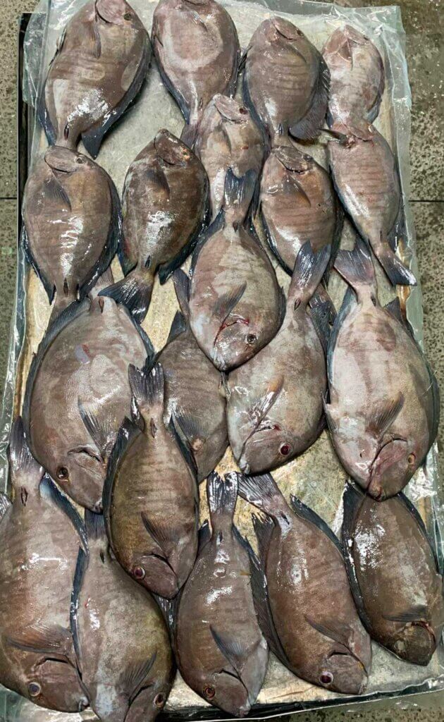 Fresh Doctorfish (Atlantic), Acanthurus chirurgus - Yokota USA ...