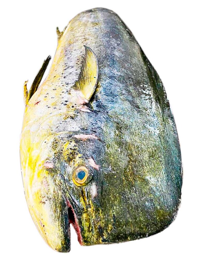 Fresh Mahi Mahi (Atlantic), Coryphaena hippurus - Yokota USA - Atlantic ...