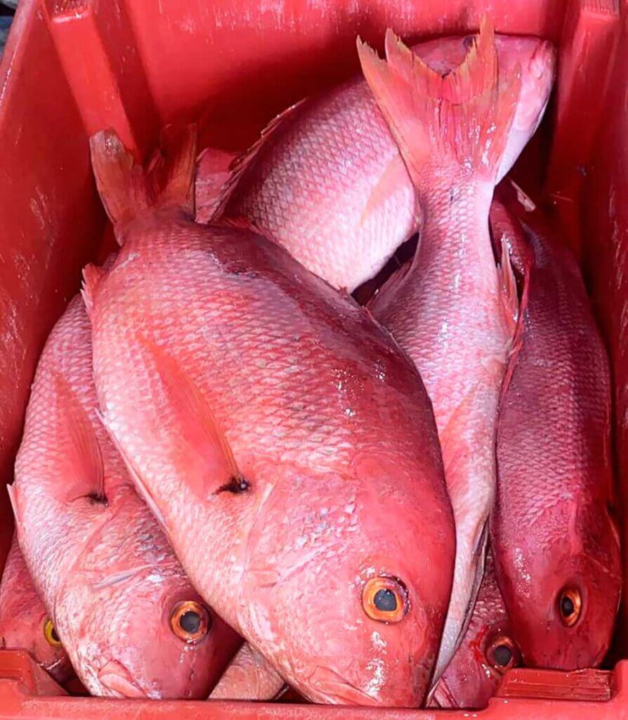 Fresh Caribbean Red Snapper, Lutjanus Pupureus - Yokota USA - Atlantic ...