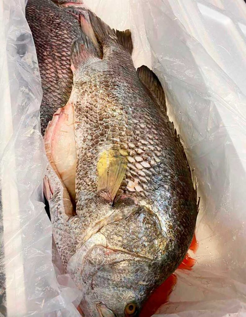 Fresh Tripletail (Atlantic), Lobotes surinamensis - Yokota USA ...