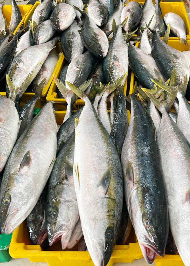 Fresh Yellowtail Amberjack (Atlantic), Seriola lalandi - Yokota USA - Atlantic Seafoods